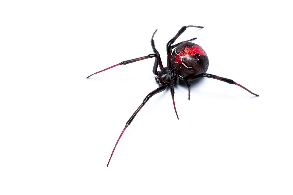 Red Back Spider and other Australian Spiders - Immigrate-to-a-new-life ...